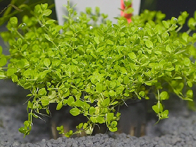AQUARIUM GUIDE - Hemianthus callitrichoides 'Cuba' - Bild anklicken, um ...