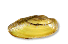 AQUARIUM GUIDE - Druckansicht - Unio pictorum